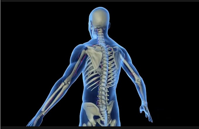 3d orthopedic spine anatomy animation 3d medical explainer, healthcare ...