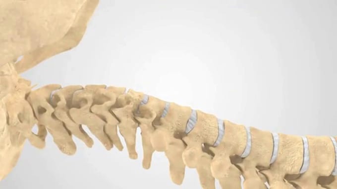Create realistic 3d spine animation and orthopedic medical videos by ...