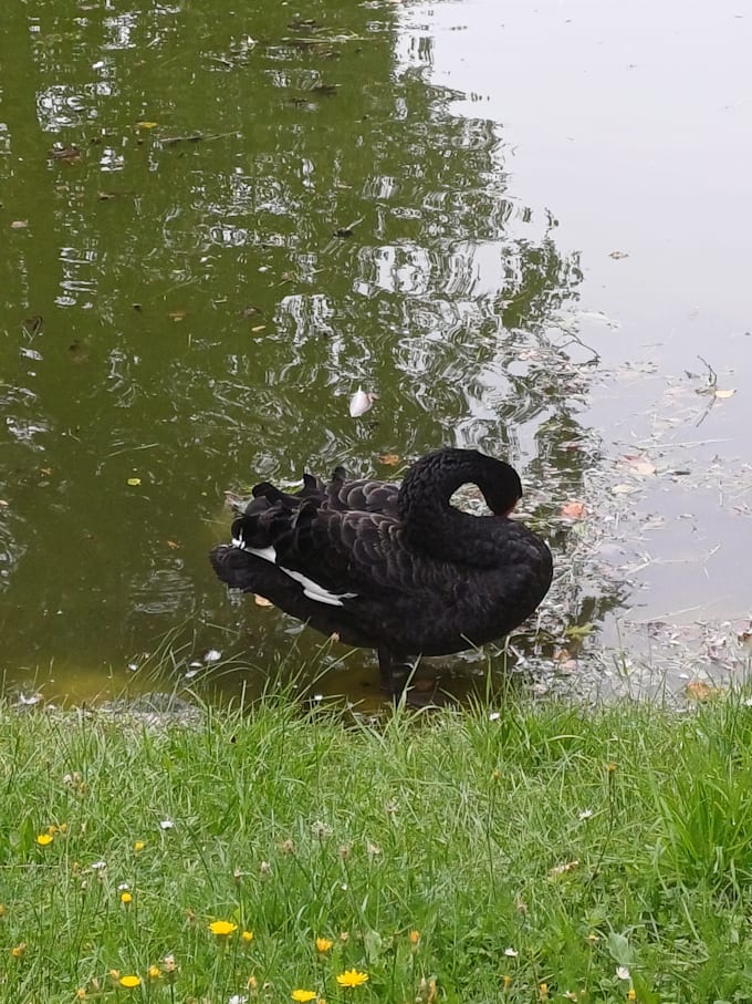 Friendly text chat companion text based conversations by Agitazeltia ...