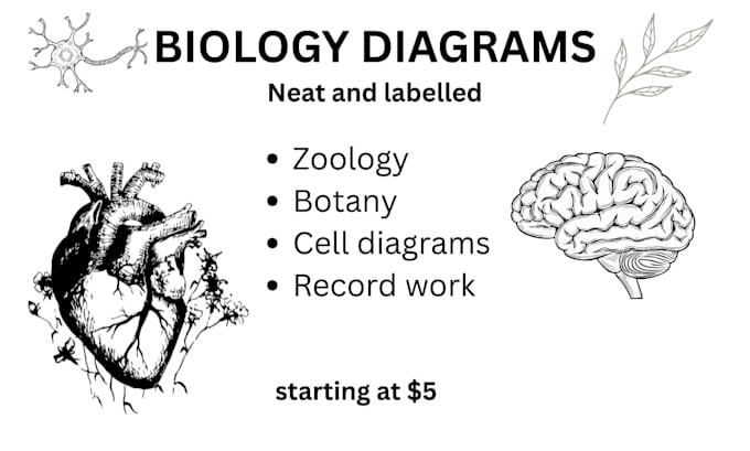 Draw neat and labelled biology diagrams for students by Zoonet1407 | Fiverr