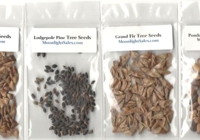 Send you 60 labelled packets of lodgepole pine tree seeds with your ...
