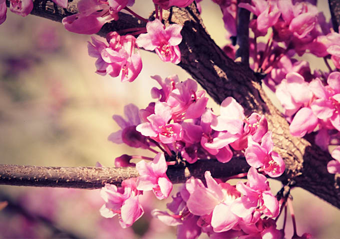 Reblog your tumblr blog post to 25 unique tumblr by Subeesh | Fiverr