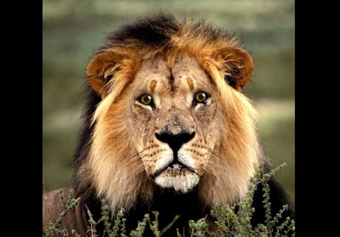 Make roary the lion say anything you want by Threedeestep | Fiverr