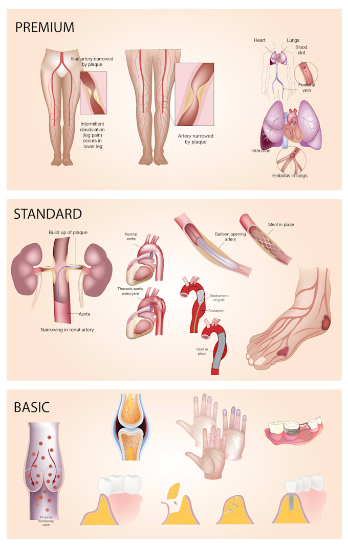 Draw a professional anatomical medical drawing by Sailorlun | Fiverr