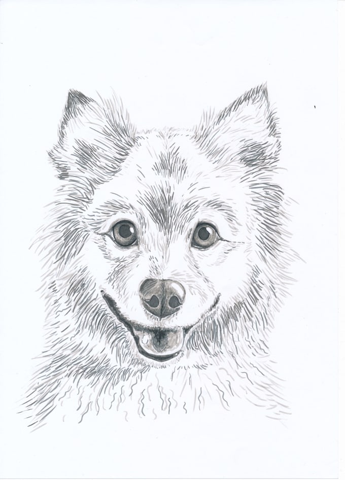 Hand draw a portrait of your pet by Hattmessinger | Fiverr