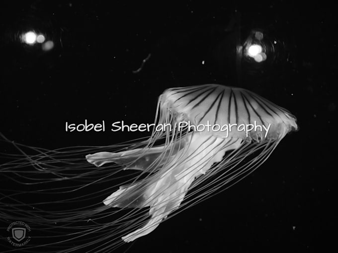 Take photographs of certain objects and scenes by Isheeran | Fiverr