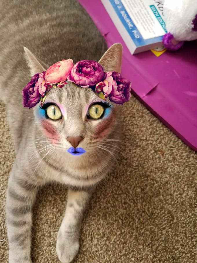 Turn your cat into a glorious drag queen by Samjayel | Fiverr