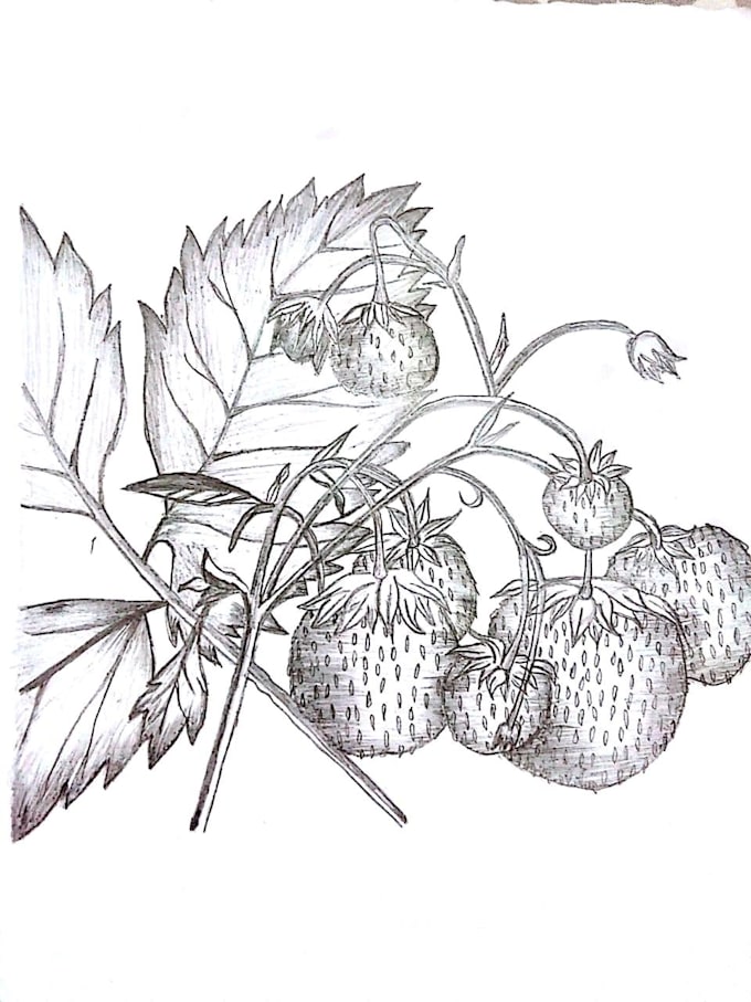 Draw an eye catching pencil sketch of your choice by Samraatiq | Fiverr