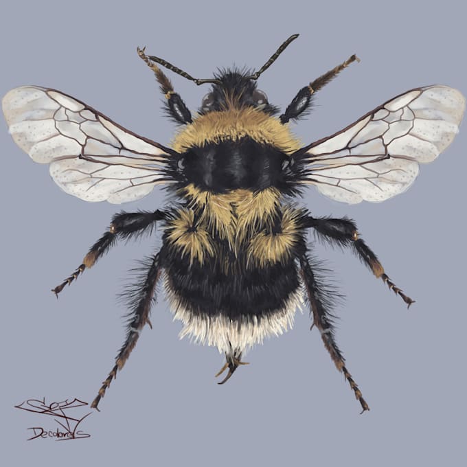 Create insect scientific illustration by Saradecolores | Fiverr