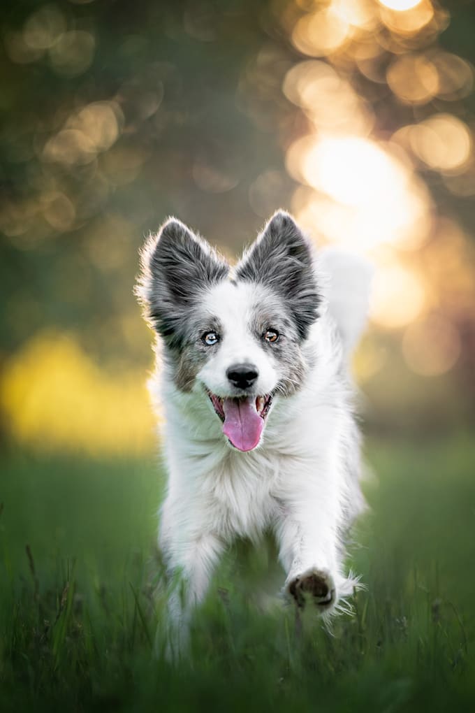 Photo editing of your pet by Michalhurnk | Fiverr