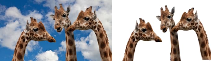 1 to 100 image background removal or erase superfast by Danielablanco97 ...