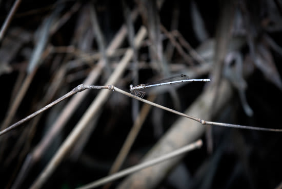 Do normal picture to cartoons design within 12hrs by Onlinealomgir | Fiverr