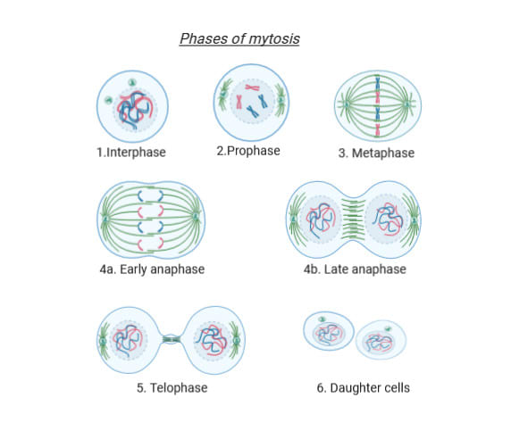 Illustrate medical and biological diagrams by Negigrabova | Fiverr