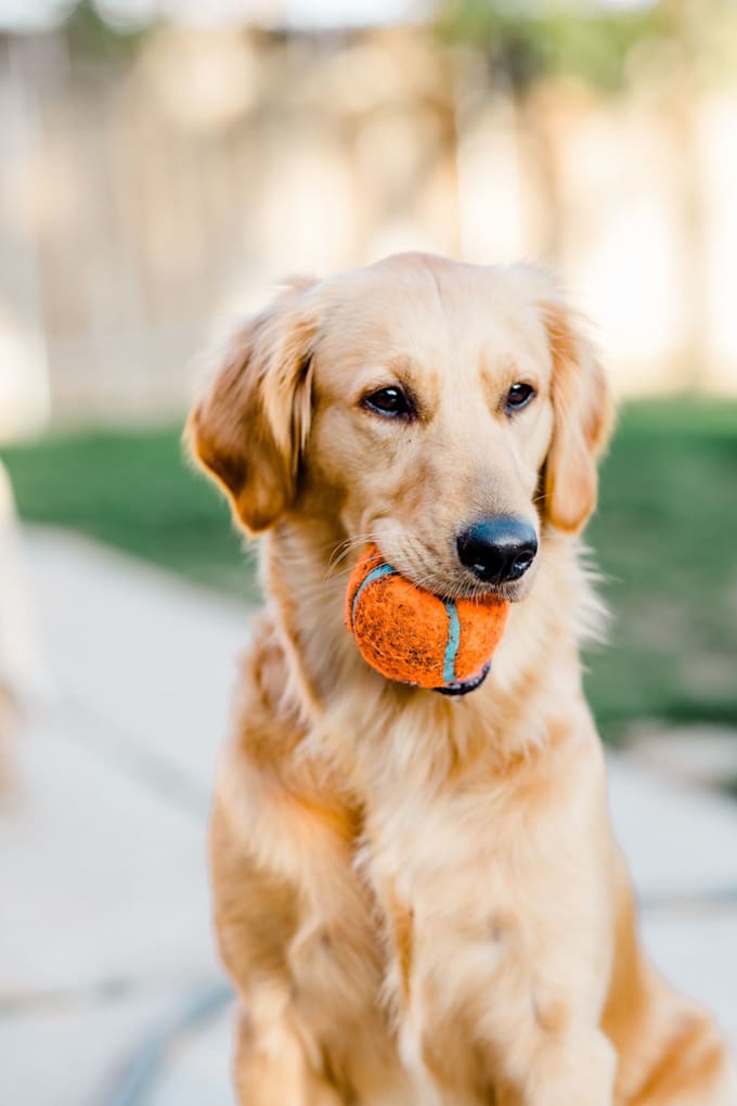 Edit your dogs images by Yadiraplas | Fiverr