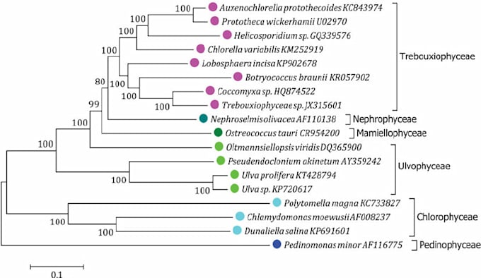 Construct multiple sequence alignment, phylogeny tree by Tasnimquayum ...