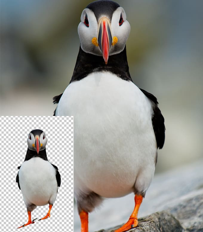 Cut out 1100 images background less than 4 hour by Abdulaziz_m23 | Fiverr