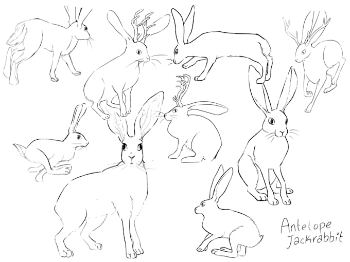 Draw animal reference pages by Nyaantroupe | Fiverr