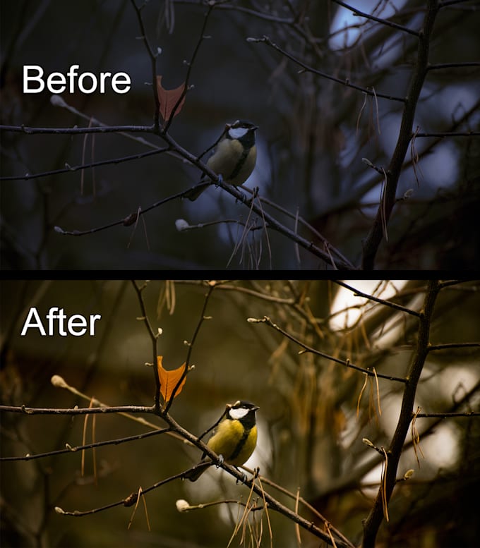 Retouch your pictures in photoshop, cheap and quick by Franeg98 | Fiverr