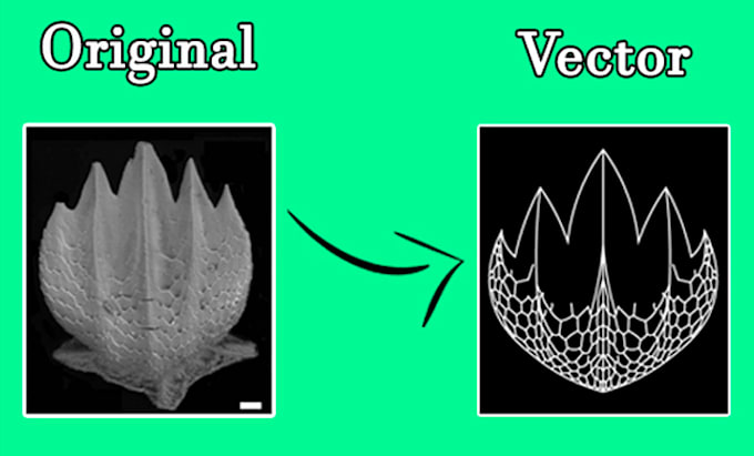 Redraw, retrace image to vector, vectorize, convert to vector trace ...