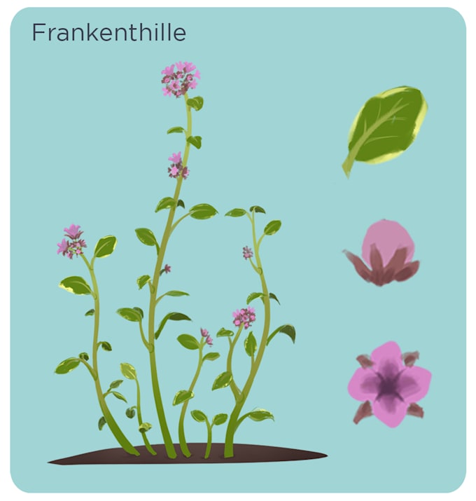 Draw simple flower asset by Trsfstn27 | Fiverr