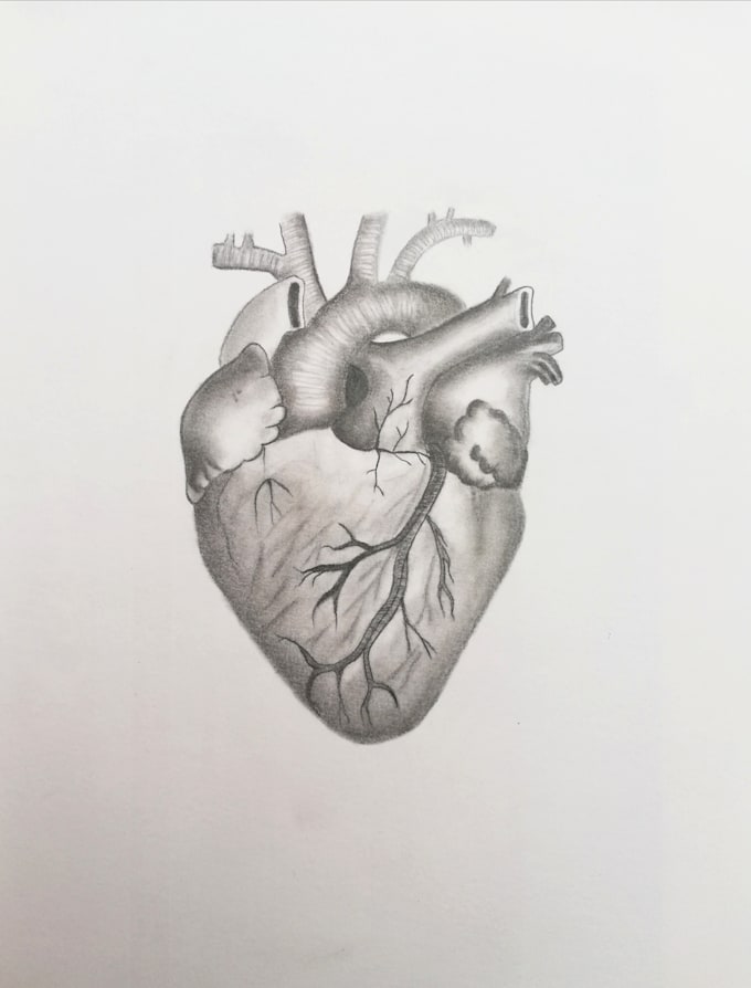 Draw biological and medical illustrations for you by Meri_eme | Fiverr