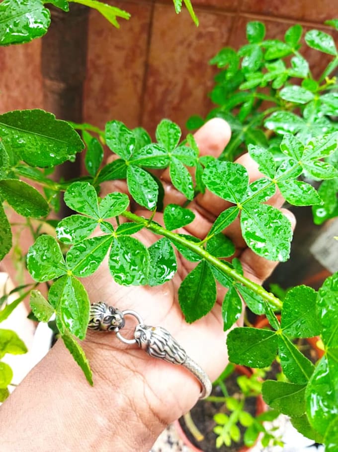 Plant maha vilvam plant in a hindu temple by Mysticstuffs | Fiverr