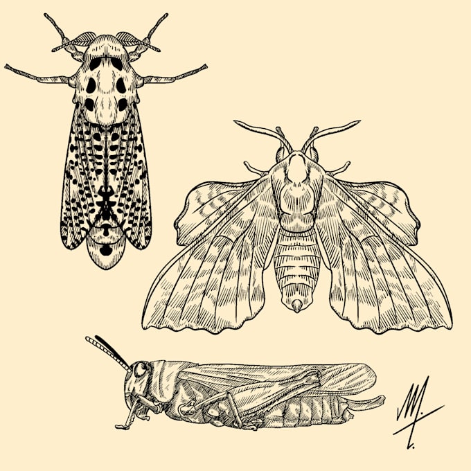 Make drawings of insects by Manfredi89 | Fiverr
