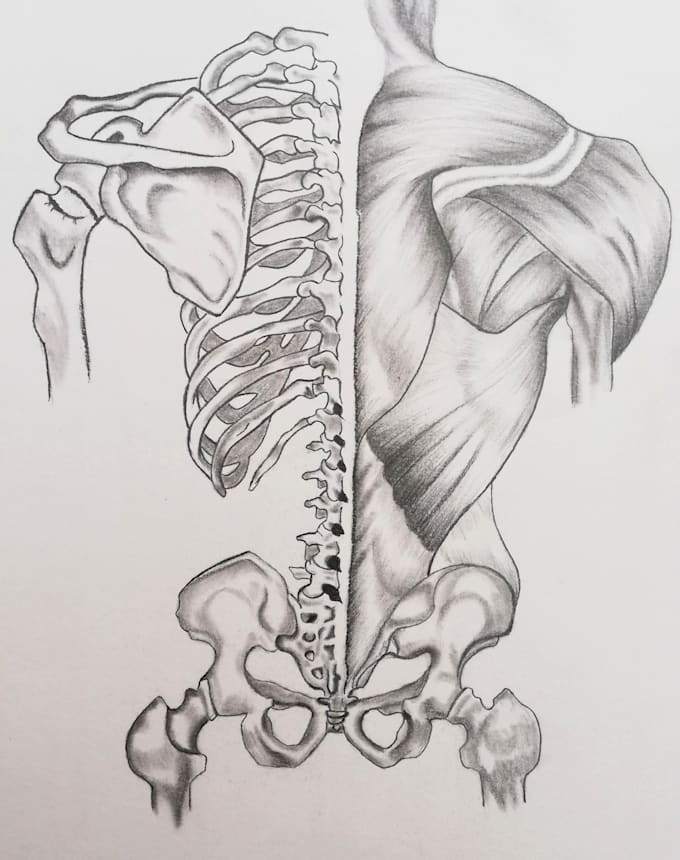 Draw a scientific and biological drawing by Meri_eme | Fiverr