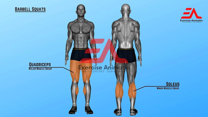 Create custom muscle anatomy fitness workout exercise infographic by ...