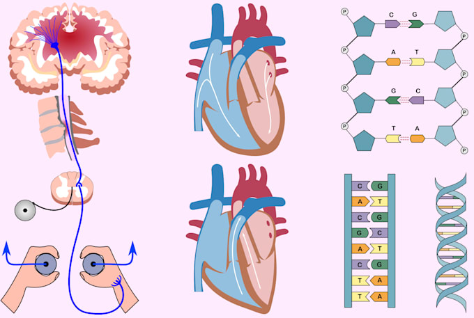 Design graphs, scientific figures and graphical abstracts by Vintatech ...