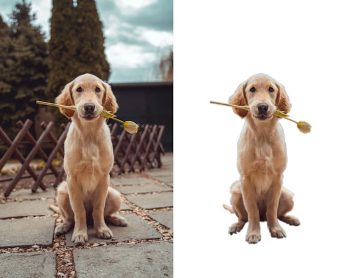 Do a professional bg removal very quickly by Simoxdesign | Fiverr