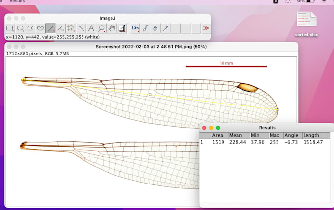 Complete data analysis using imagej software by Tangigul | Fiverr