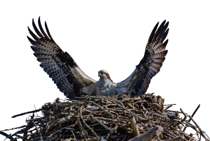 Do background removal from image,high quality cut out photo by Rikzy ...