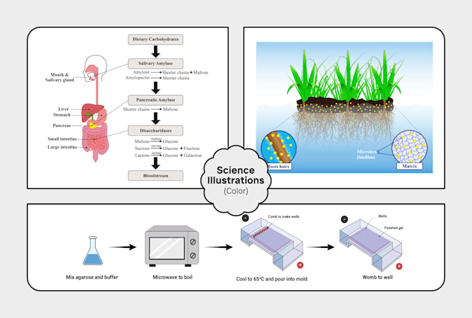 Expertly design custom scientific vector graphics for any purpose by ...