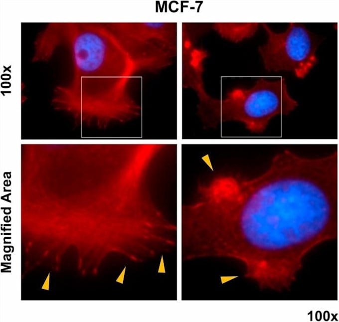 Create science figures, graphical abstracts, posters, presentations ...