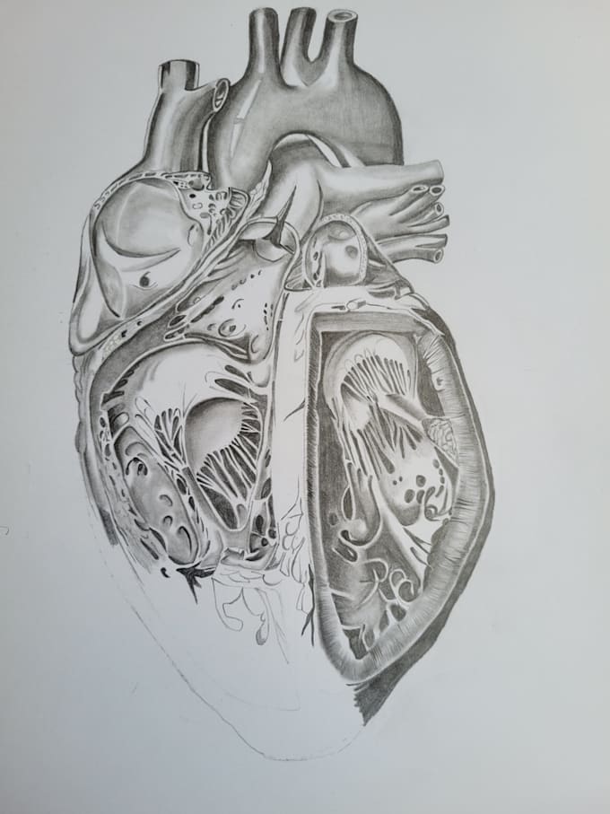 Draw a realistic medical art, customized pencil graphite drawing is ...