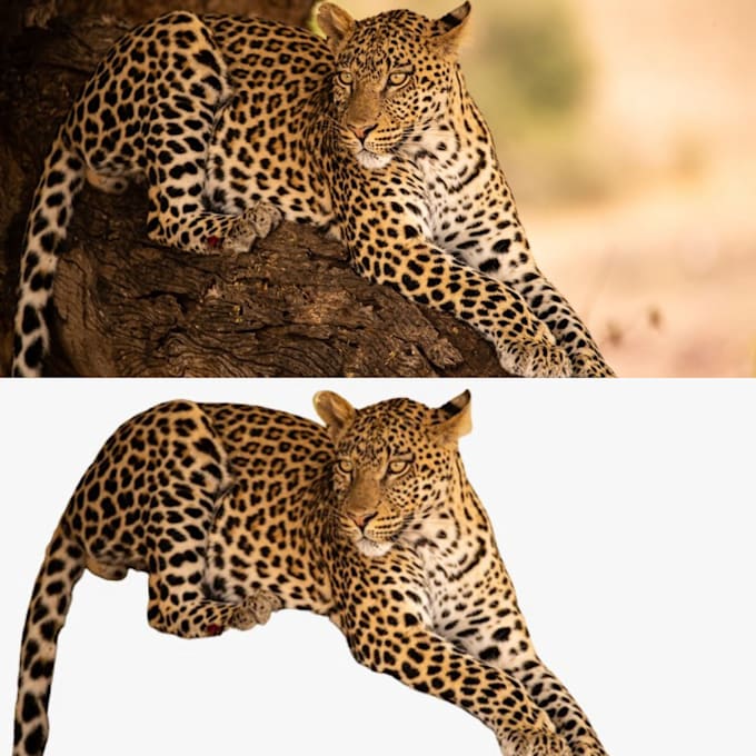 Professionally remove background,enhance product photo by Bulugahaela ...