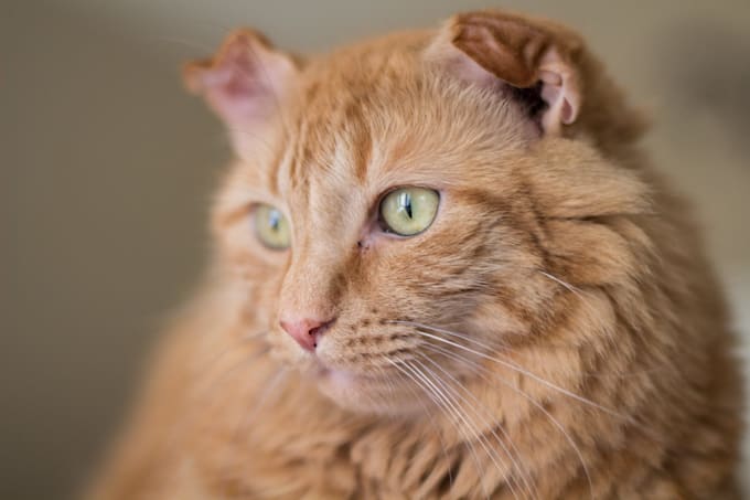 Be your pet cat model for ugc video photos and ads by Mysticalphotog ...