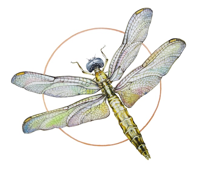 Draw realistic watercolor butterflies and any insects by Maria_amarna ...