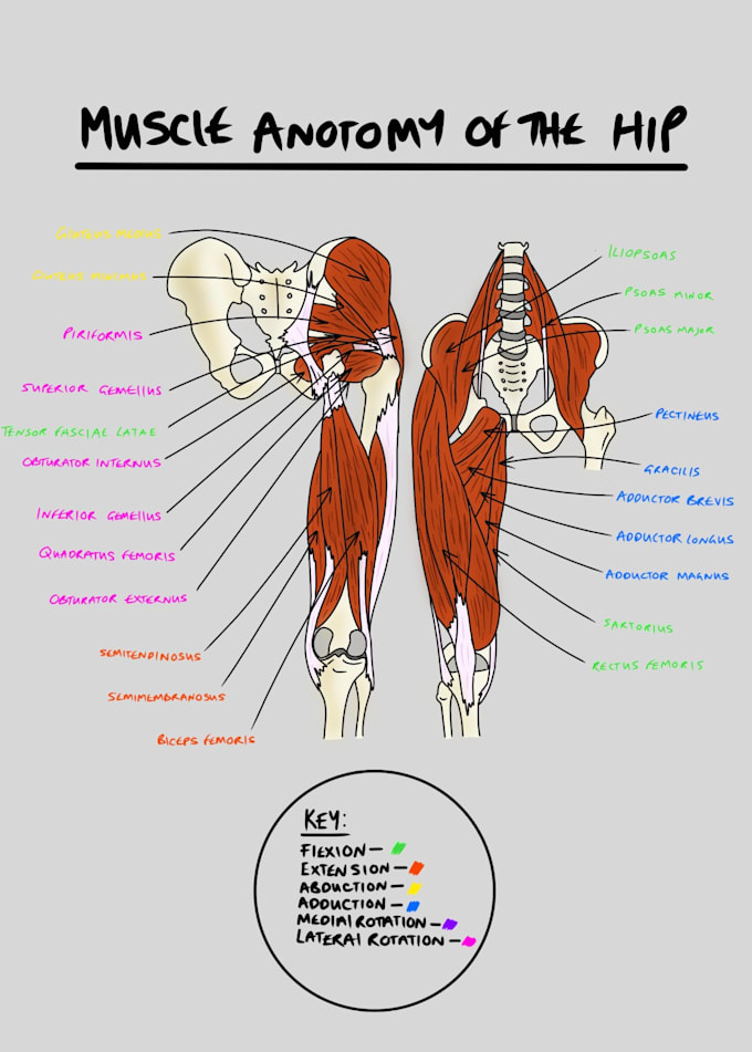 Design a simplistic anatomy illustration by Faolans_forge | Fiverr