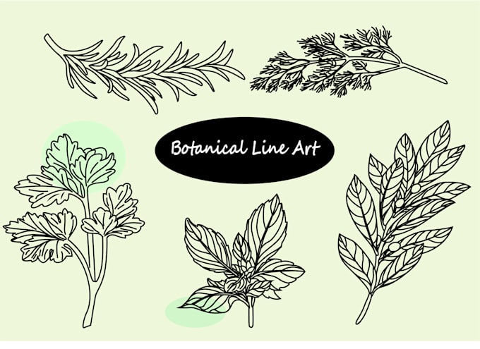 Draw botanical line art of flower, plant, fruits for you by Jubaer_apon ...