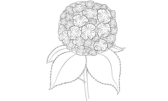 Draw bold vector illustrations by Hot_jam | Fiverr