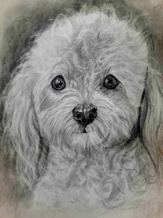 Hand draw your custom pet portrait by Gracielaazuaje | Fiverr