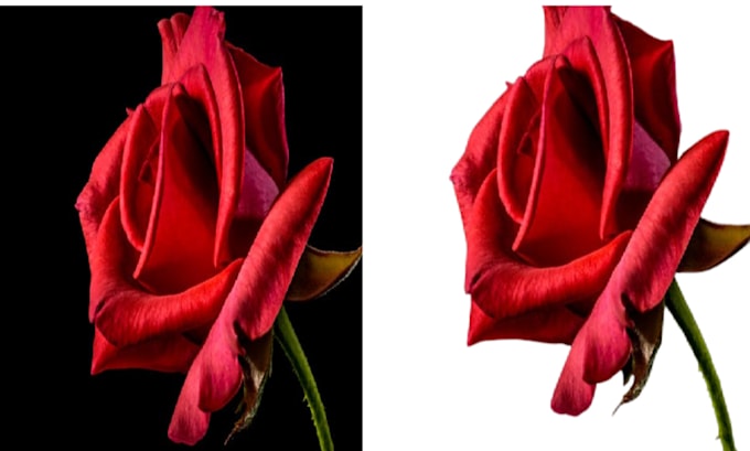 Do transparent background in png format by Shahzaibch520 | Fiverr