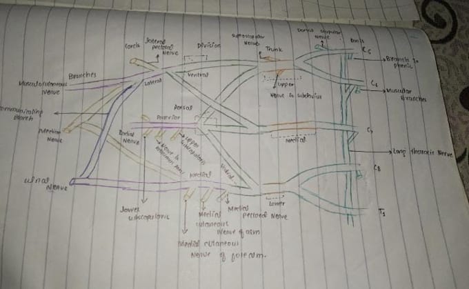 Provide handwritten notes , letters and articles by Ayeshaafzal15 | Fiverr