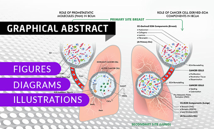 Design scientific illustrations, publication image, graphical abstract ...