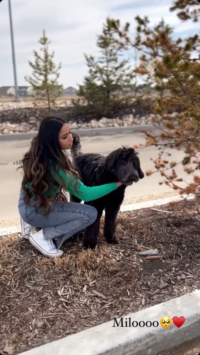 Help training your dog by Scooby001 | Fiverr