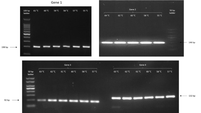 Design primers for conventional pcr, real time pcr, ssp, tetra arms pcr ... Design primers for conventional pcr, real time pcr, ssp, tetra arms pcr ...