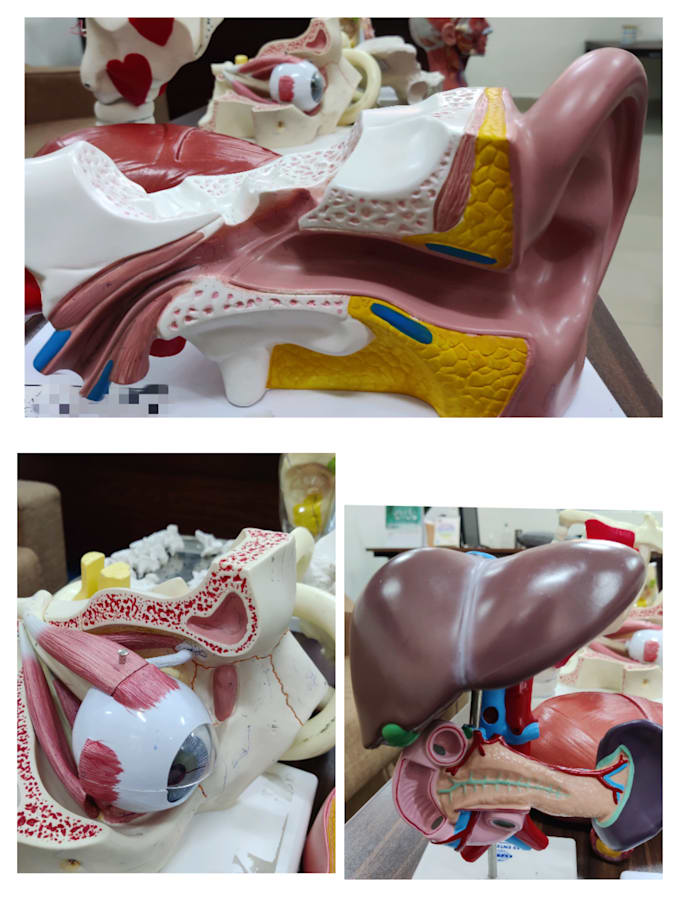 Tutor core concepts of gross anatomy, embryology and histology at short ...