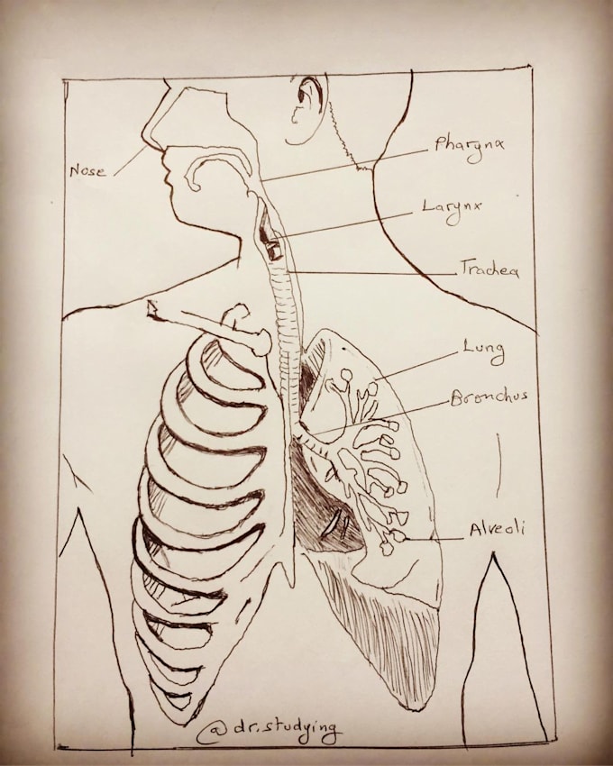 Draw medical and biological illustrations for you by Drstudying | Fiverr